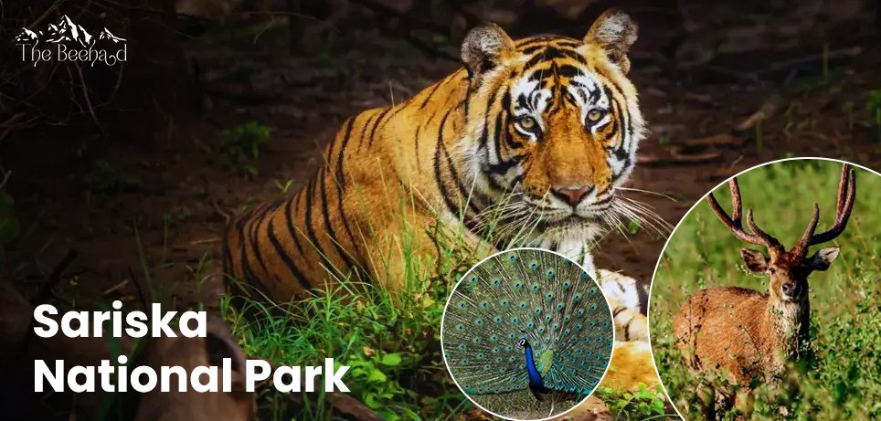 Top 10 Places to Visit in Sariska – The Beehad